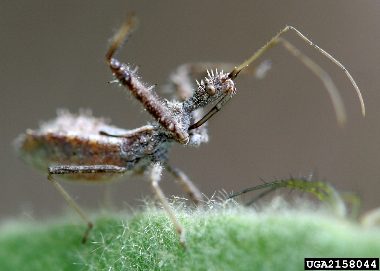 assassin bugs (Genus Sinea Amyot & Serville)
