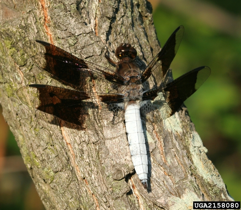 common whitetail (Plathemis lydia (Drury, 1773))