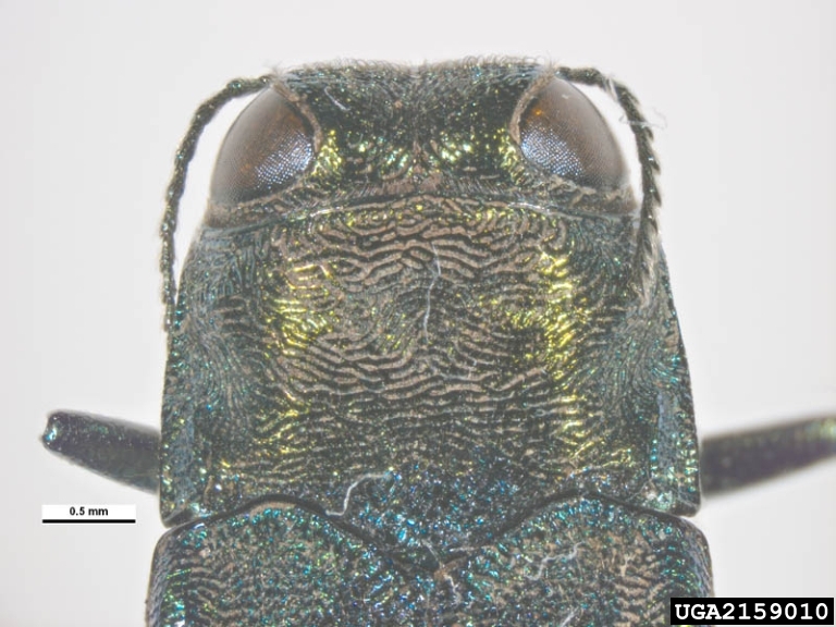 emerald ash borer (Agrilus planipennis)
