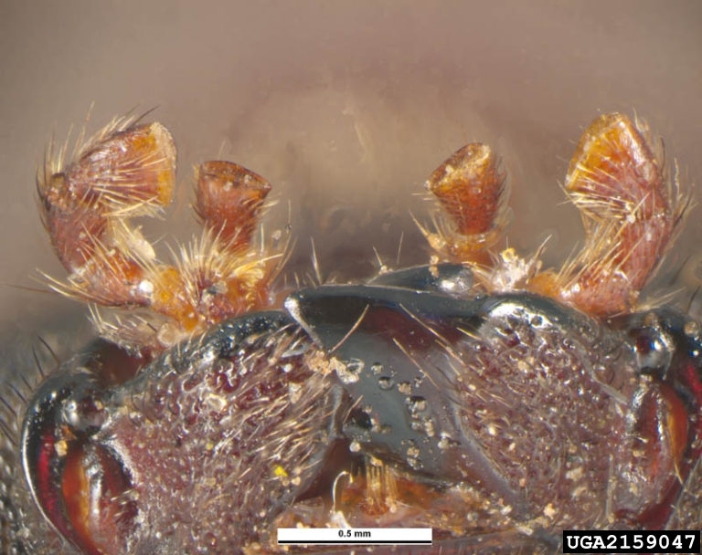 burnt pine longhorn beetle (Arhopalus ferus)