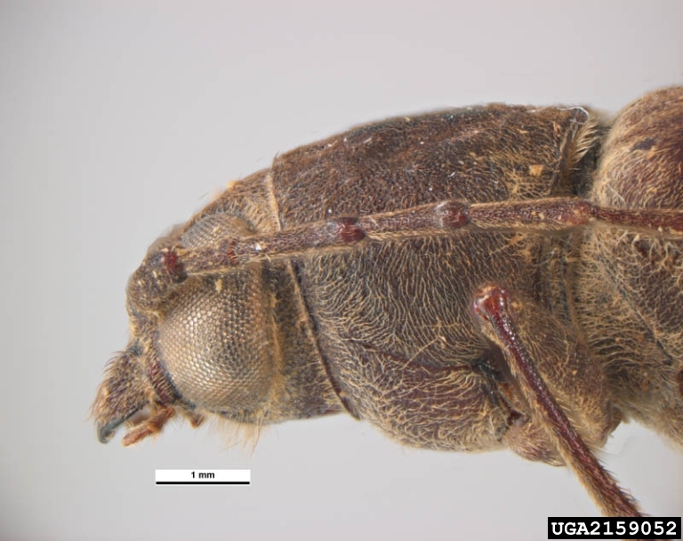 burnt pine longhorn beetle (Arhopalus ferus)