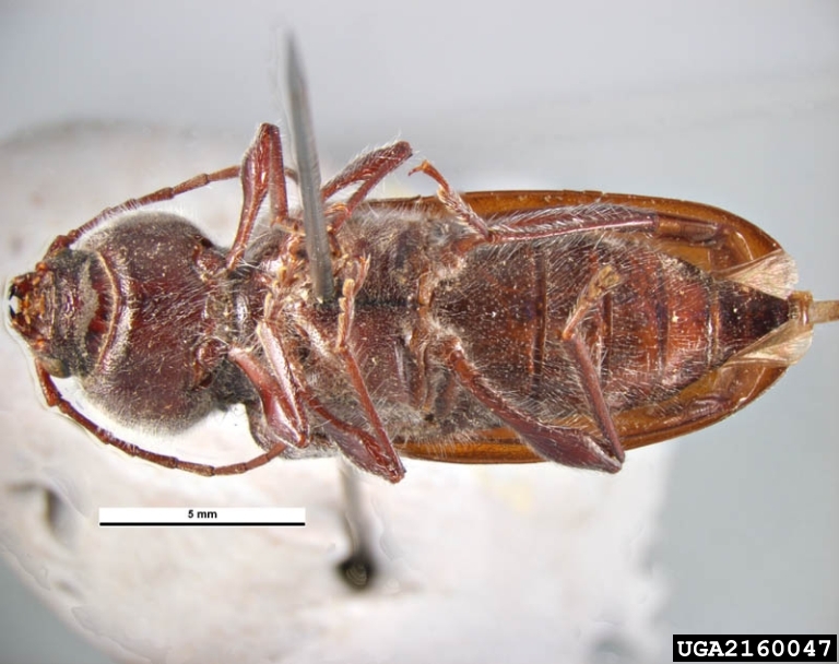 Bugwood Image Database System