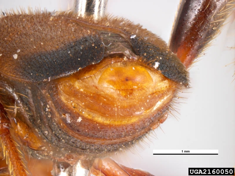 tanbark borer (Phymatodes testaceus (Linnaeus, 1758))