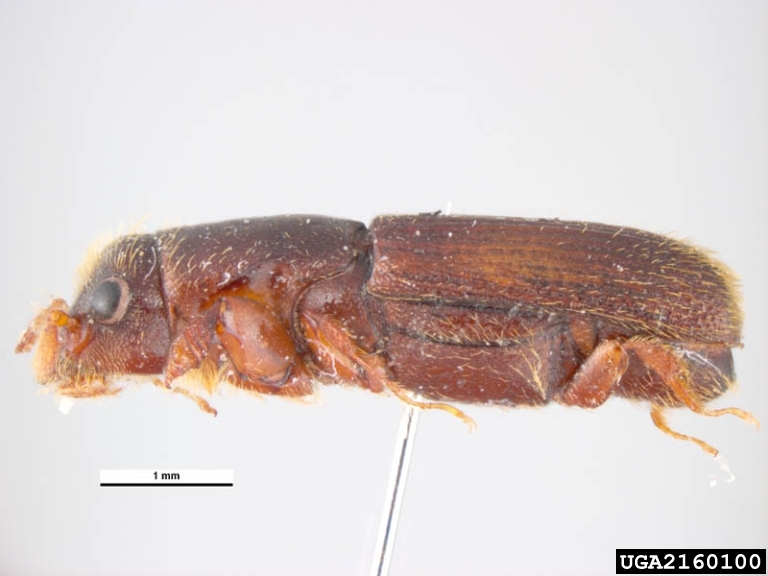 pinhole borer (Platypus cylindrus (Fabricius, 1792))