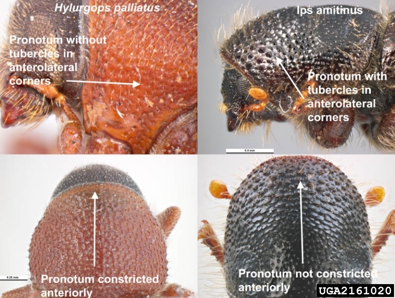 bark beetles (Subfamily Scolytinae) (Subfamily Scolytinae)