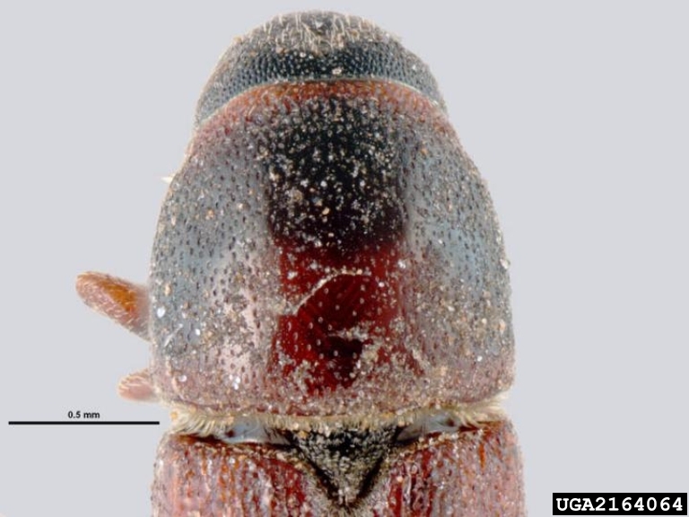 banded elm bark beetle (Scolytus schevyrewi Semenov, 1902)