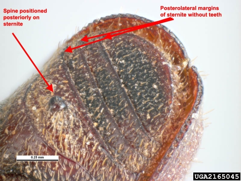 banded elm bark beetle (Scolytus schevyrewi Semenov, 1902)