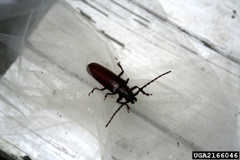 Brown prionid (Orthosoma brunneum (Forster, 1771))