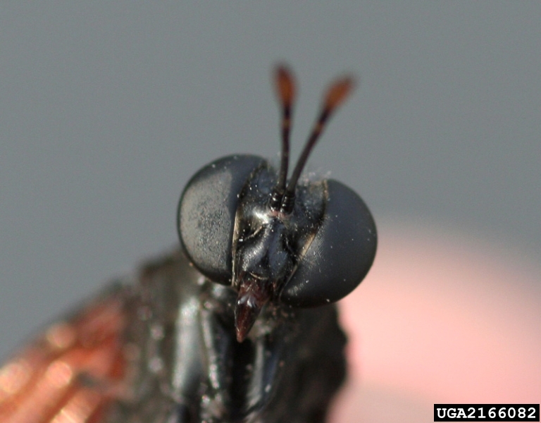 Mydas fly (Mydas fulvifrons (Illiger, 1801))
