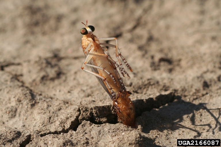 Robber Fly Larvae