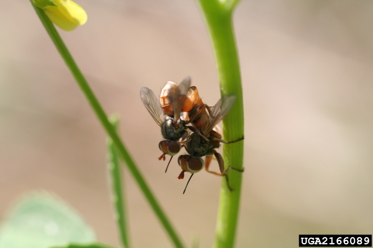 thick-headed fly, Zodion fulvifrons (Diptera: Conopidae) - 2166089