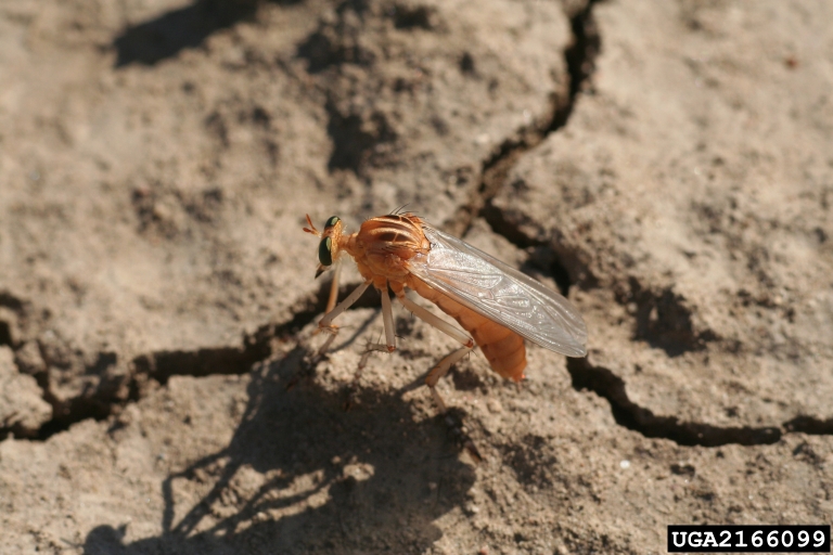 prairie robber fly (Diogmites angustipennis Loew, 1866)