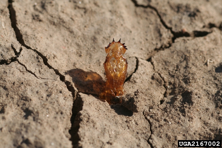 prairie robber fly (Diogmites angustipennis Loew, 1866)