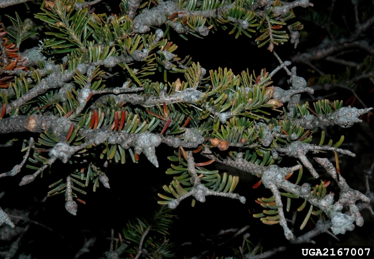 balsam woolly adelgid (Adelges piceae (Ratzeburg, 1844))