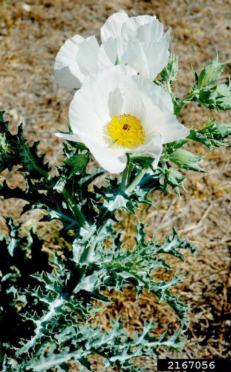 annual pricklepoppy (Argemone polyanthemos (Fedde) G.B. Ownbey)