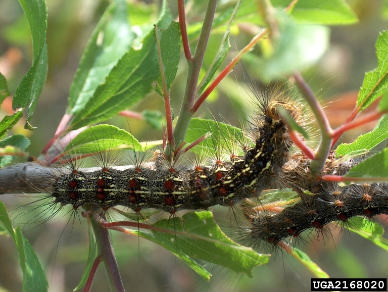 spongy moth (formerly gypsy moth) (Lymantria dispar (Linnaeus))
