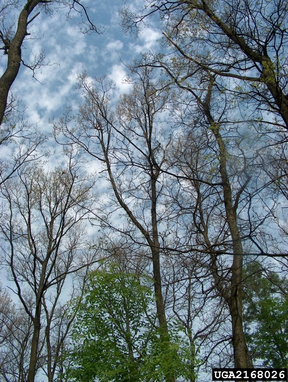 spongy moth (formerly gypsy moth) (Lymantria dispar (Linnaeus))