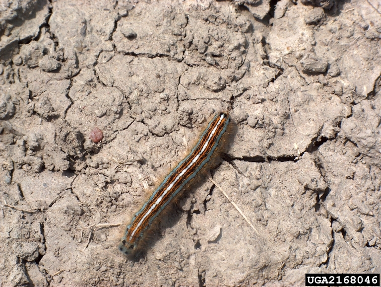 lackey moth (Malacosoma neustria (Linnaeus))