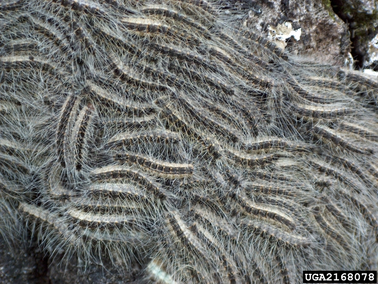 oak processionary moth (Thaumetopoea processionea (Linnaeus))