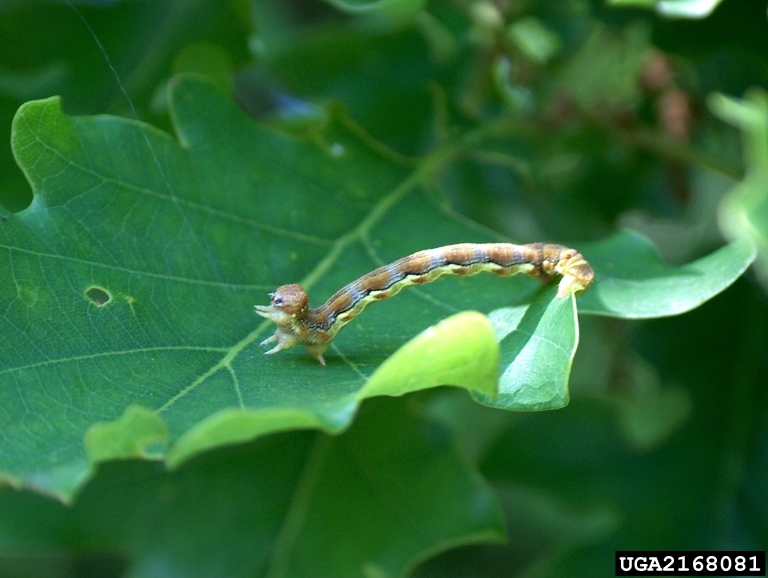 mottled umber moth (Erannis defoliaria (Clerk))