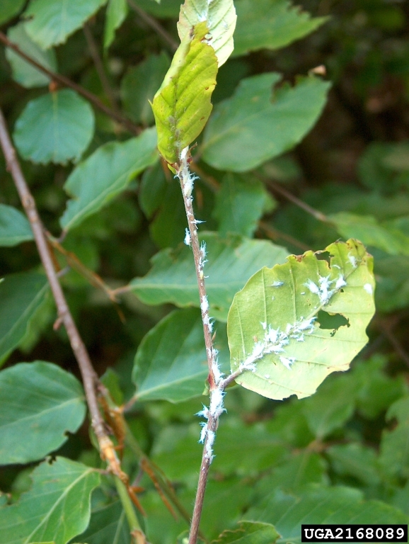 woolly beech aphid (Phyllaphis fagi (Linnaeus, 1761))