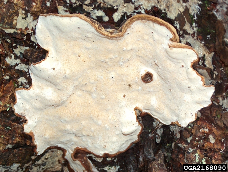 annosum root disease (Heterobasidion annosum (Fr) Bref.)