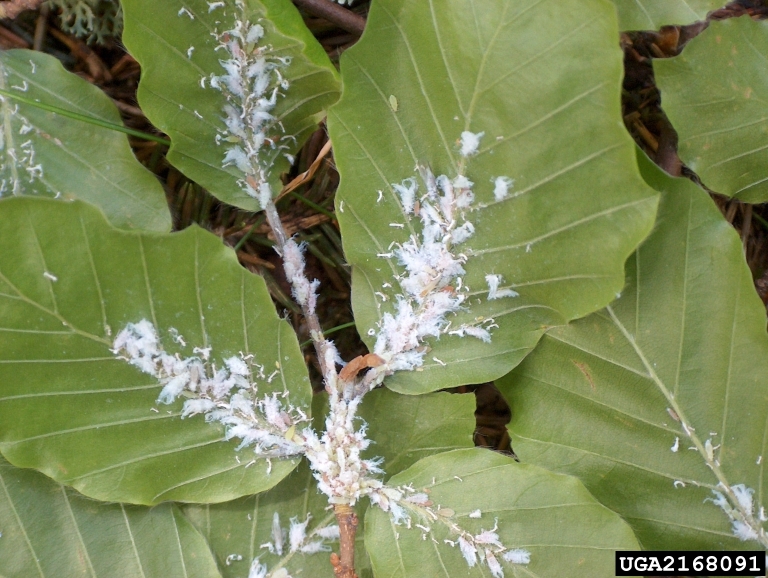 woolly beech aphid (Phyllaphis fagi (Linnaeus, 1761))