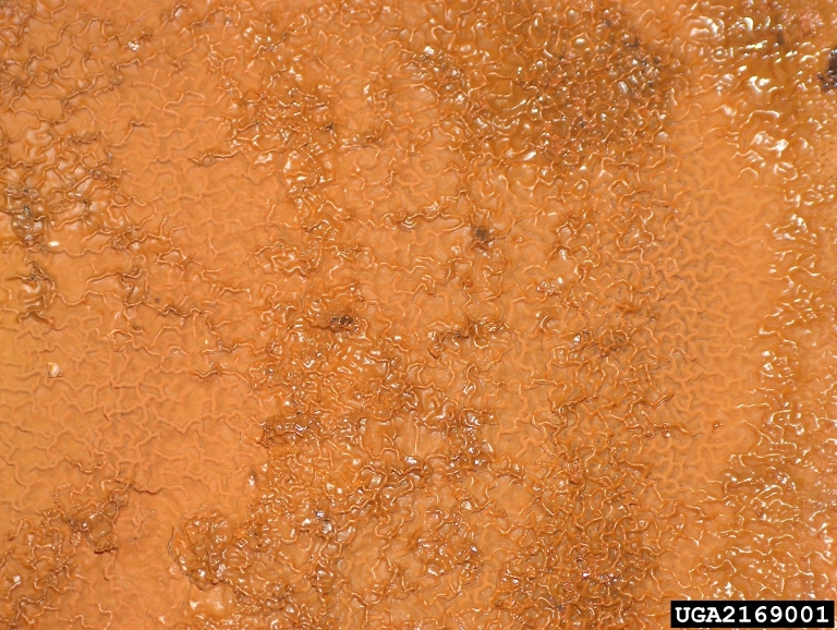 dry rot (Serpula lacrymans (Wulfen) J. Schröt.)