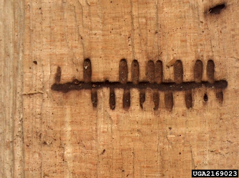 European hardwood ambrosia beetle (Trypodendron domesticum (Linnaeus ...