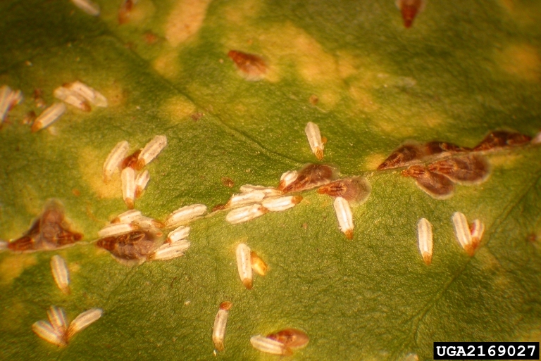 euonymus scale (Unaspis euonymi (Comstock))