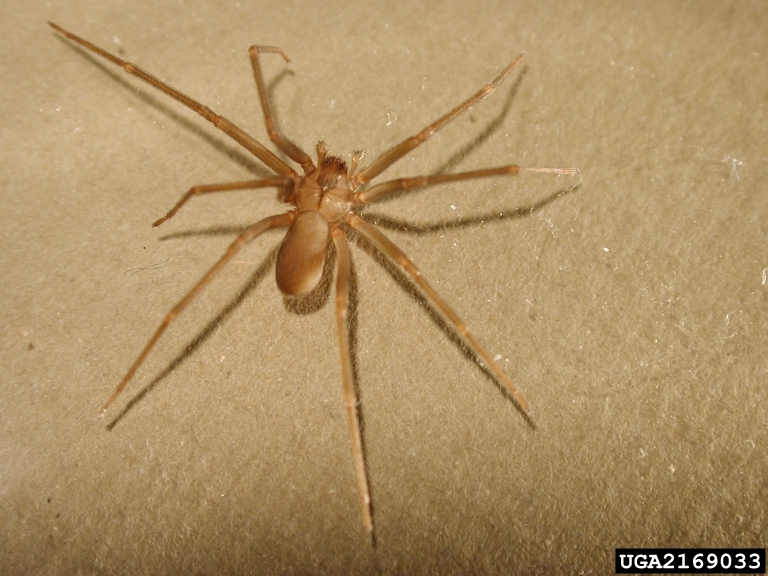 brown recluse spider (Loxosceles reclusa)