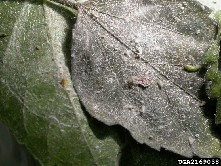 giant whitefly (Aleurodicus dugesii Cockerell, 1896)
