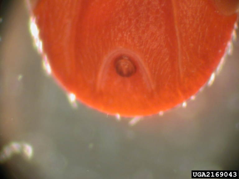 blacklegged tick, Ixodes scapularis (Acari: Ixodidae) - 2169043