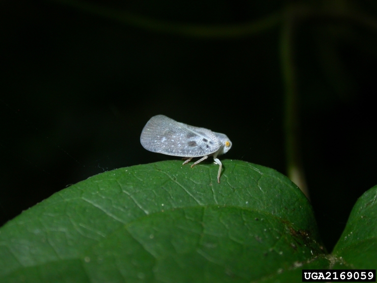 white planthopper (Metcalfa pruinosa (Say))