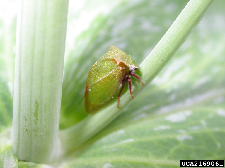 buffalo treehopper (Stictocephala bisonia Kopp & Yonke)