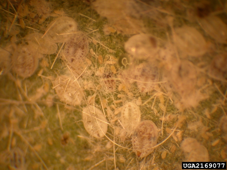 giant whitefly (Aleurodicus dugesii Cockerell, 1896)
