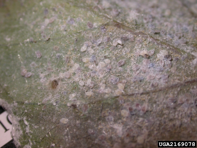 giant whitefly (Aleurodicus dugesii Cockerell, 1896)