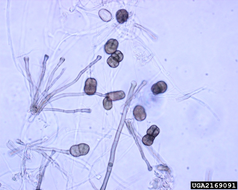 leaf spot (Genus Stemphylium)