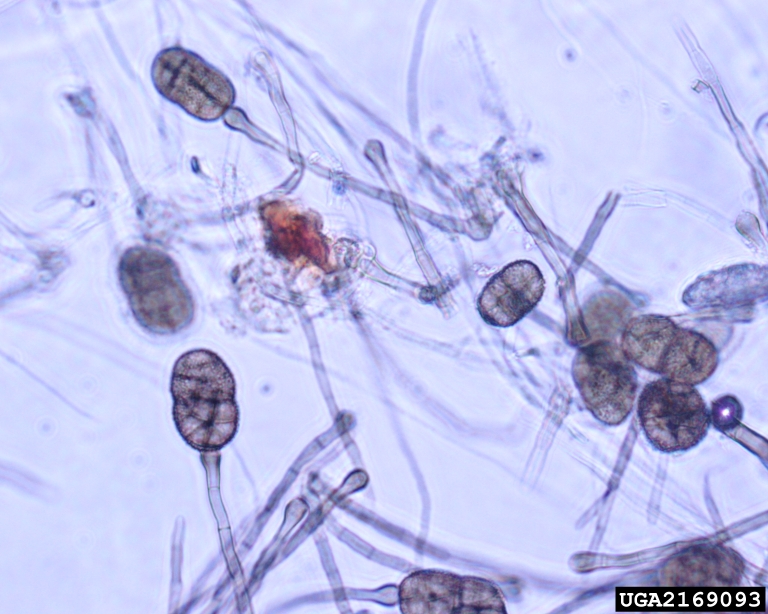leaf spot (Genus Stemphylium Wallr.)