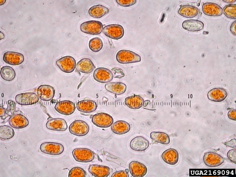 onion rust (Puccinia allii Castagne)