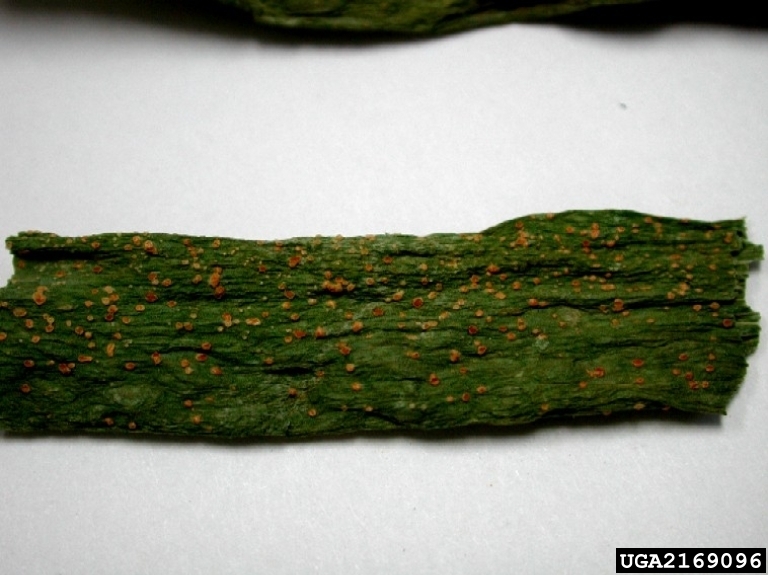 onion rust (Puccinia allii Castagne)