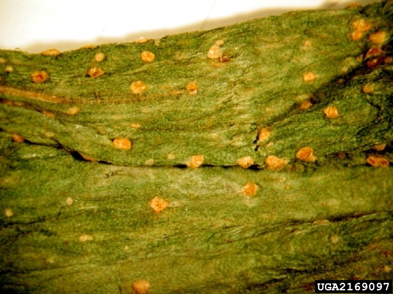 onion rust (Puccinia allii)