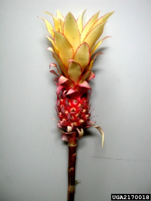 pineapple (Genus Ananas P. Mill.)