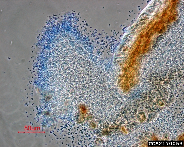 Phoma blights (Genus Phoma Sacc.)
