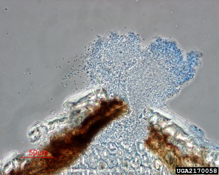 Phoma blights (Genus Phoma Sacc.)