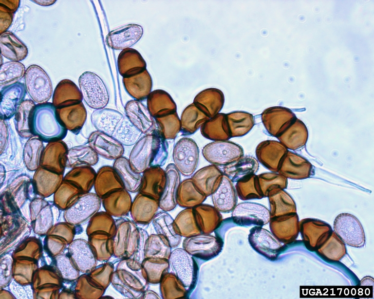 brown rust (Puccinia tanaceti DC.)