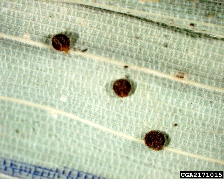 bamboo rust (Puccinia phyllostachydis Kusano)