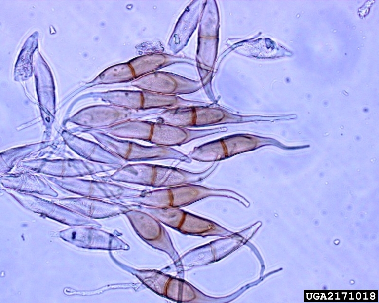bamboo rust (Puccinia phyllostachydis Kusano)
