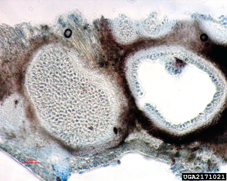Graphiola leaf spot (Genus Graphiola Poit.)
