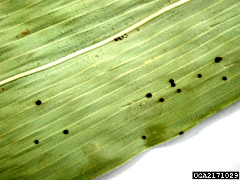 bamboo rust (Puccinia phyllostachydis Kusano)
